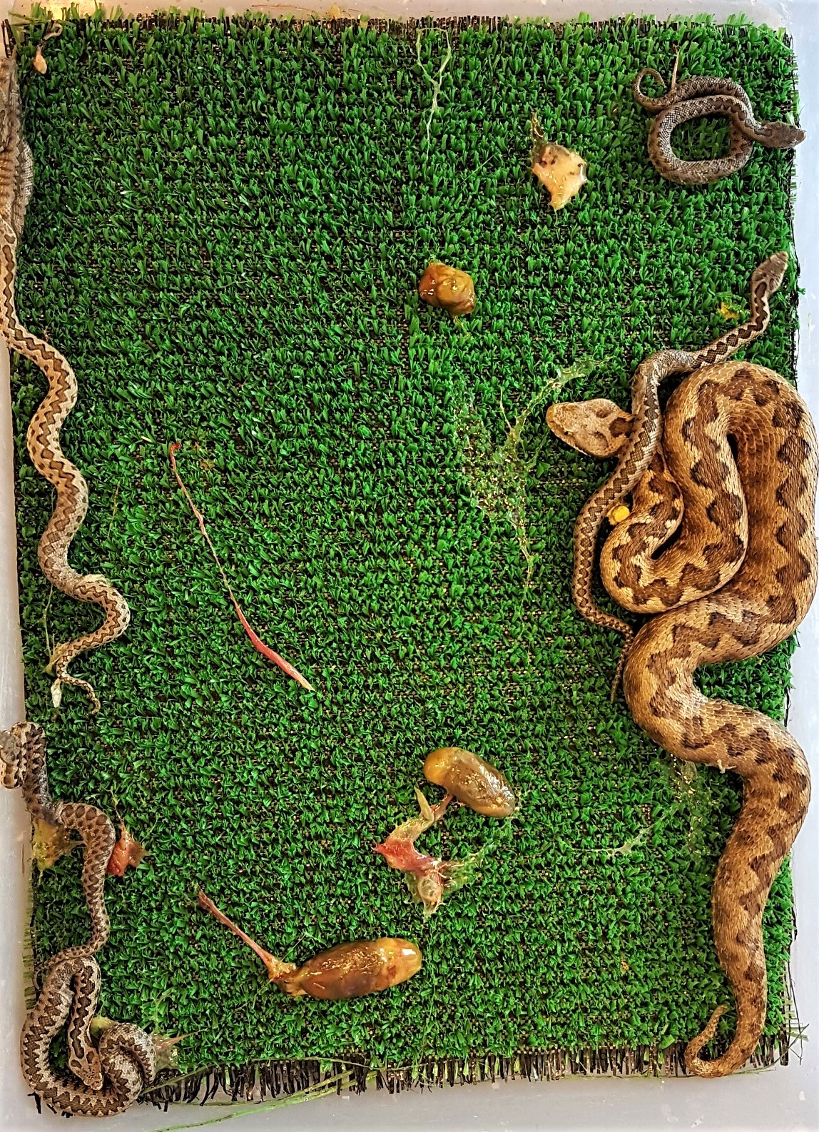 Portugal: Lataste's Viper - Into the wild conservation