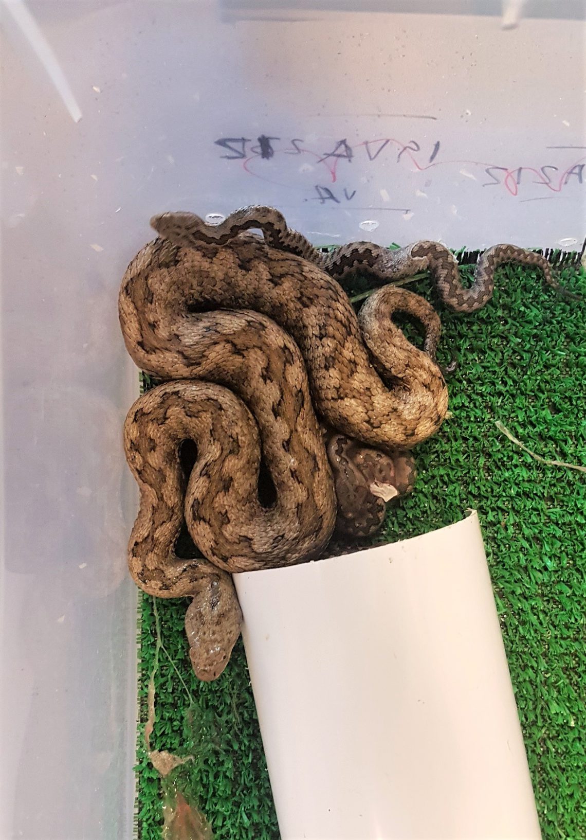 Portugal: Lataste's Viper - Into the wild conservation