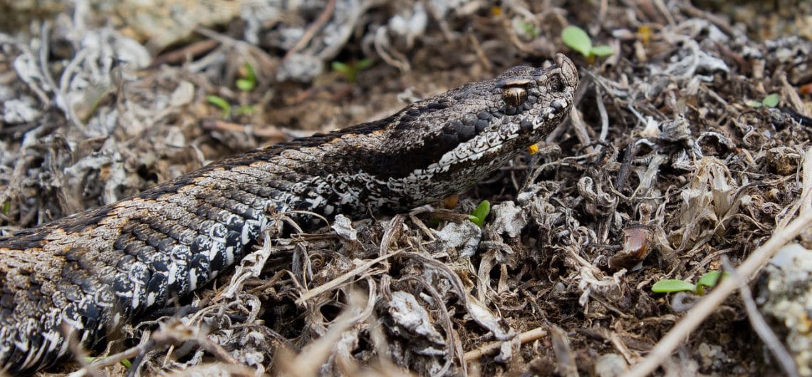 Portugal: Lataste's Viper - Into the wild conservation
